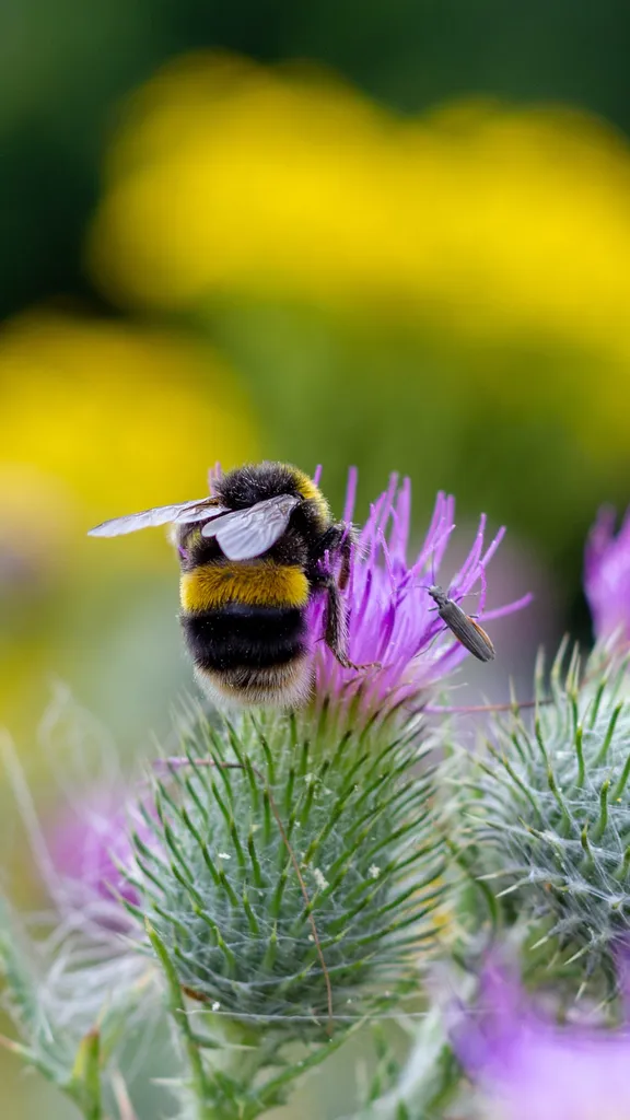 Bumble bee pollinating, Worcester, England - Bumble bee pollinating ...
