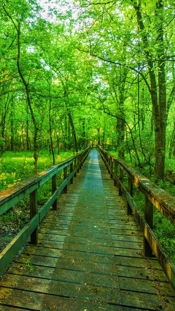 Natchez Trace Parkway, Tupelo, Mississippi, United States - Natchez ...