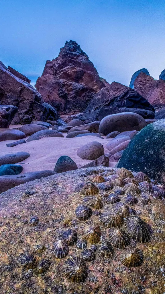 Quiet strength - Limpets exposed at low tide on the coast of Praia da ...