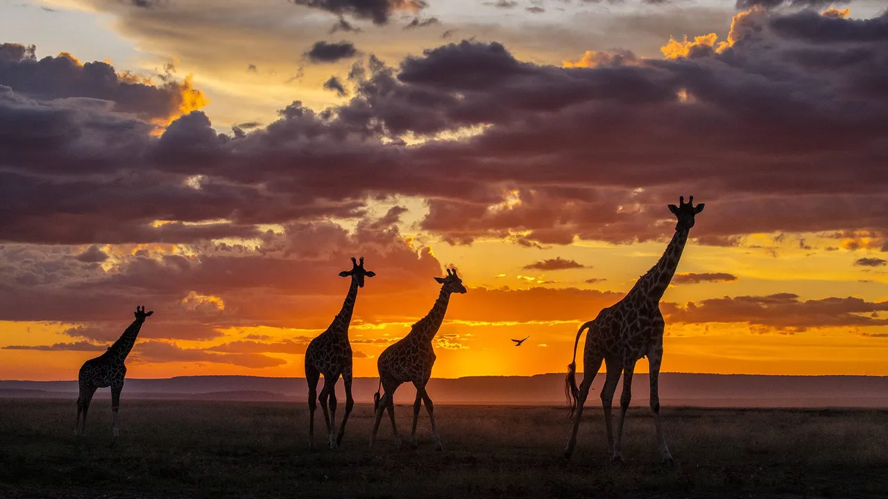 Giraffes at sunset in the Masai Mara National Reserve, Kenya - Giraffes ...