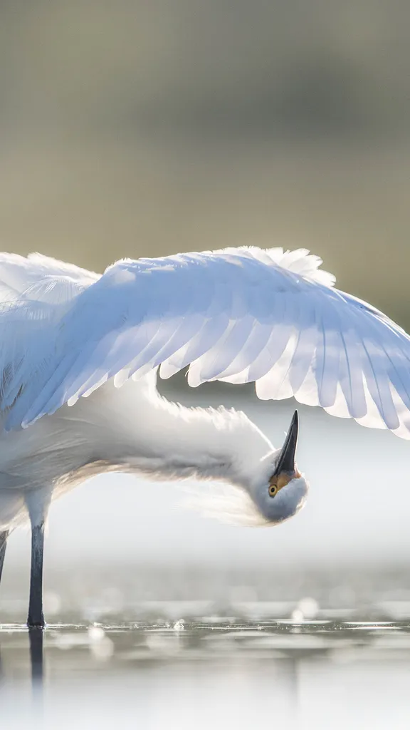 Fancy feathers - Snowy egret preening, central Florida, USA (© Donald M ...