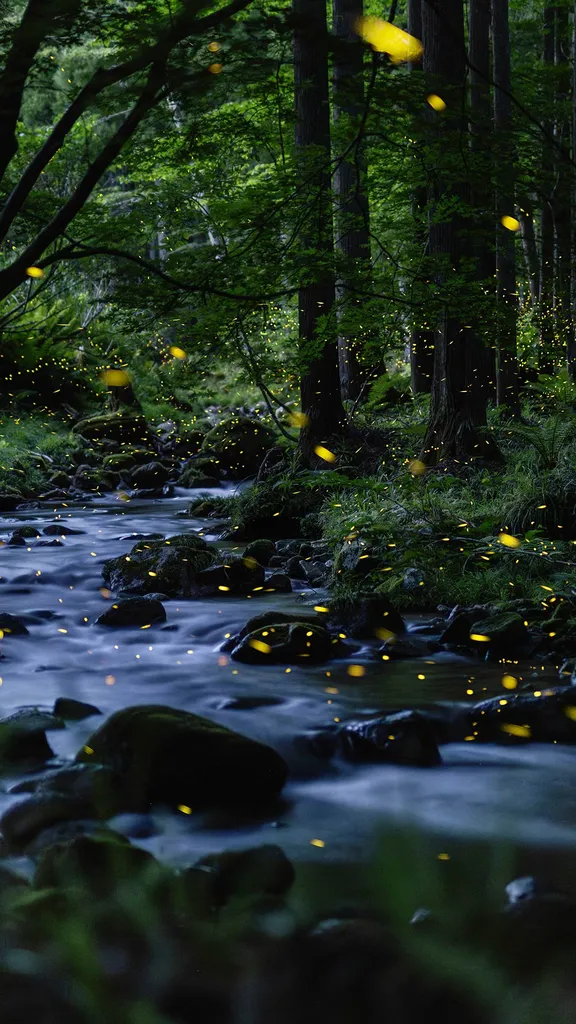 Fireflies Glowing Above A Stream Okayama Prefecture Japan Fireflies