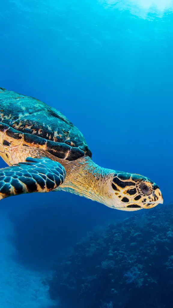 Hawksbill sea turtle pair near Seven Mile Beach, Grand Cayman, Cayman ...
