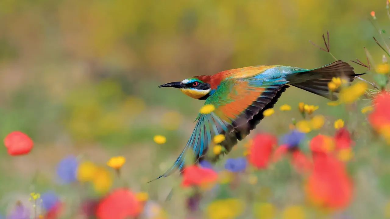 A flash in flight - A flash in flight - Daily Bing Wallpaper ...
