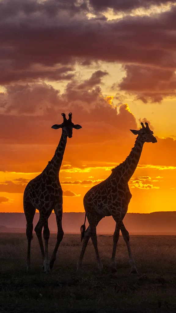 Giraffes at sunset in the Masai Mara National Reserve, Kenya - Giraffes ...