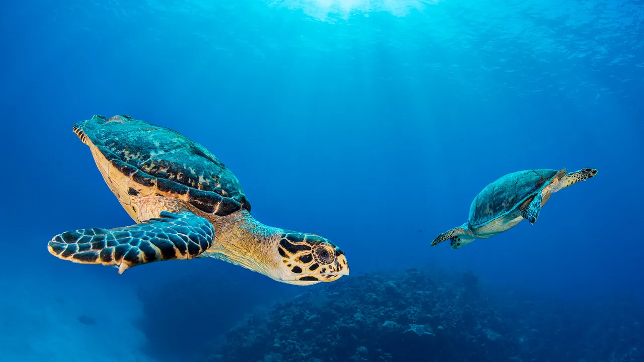Hawksbill sea turtle pair near Seven Mile Beach, Grand Cayman, Cayman ...