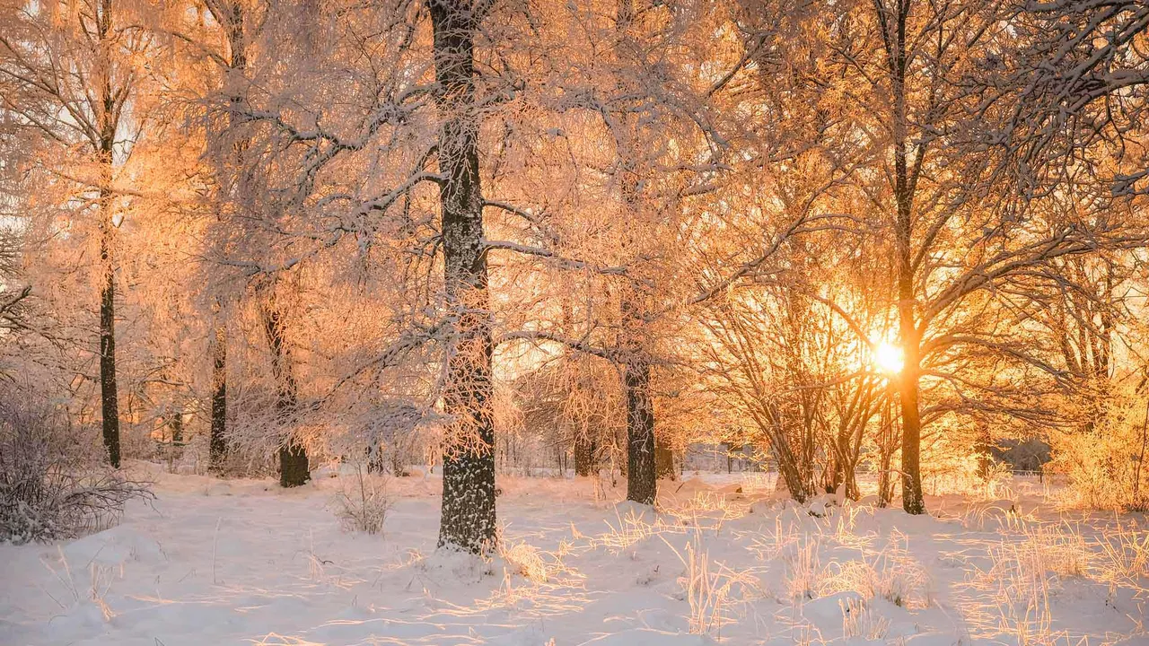 Birth of the new sun - Dawn light through frosty trees, Sweden (© Schon ...